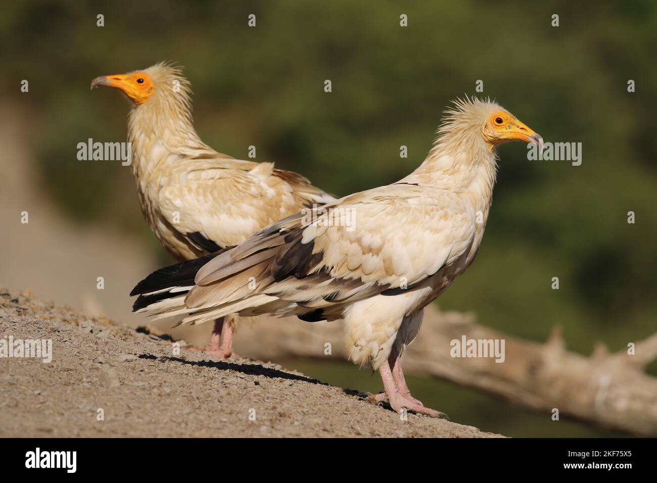 Iberican wildlife hi-res stock photography and images - Alamy