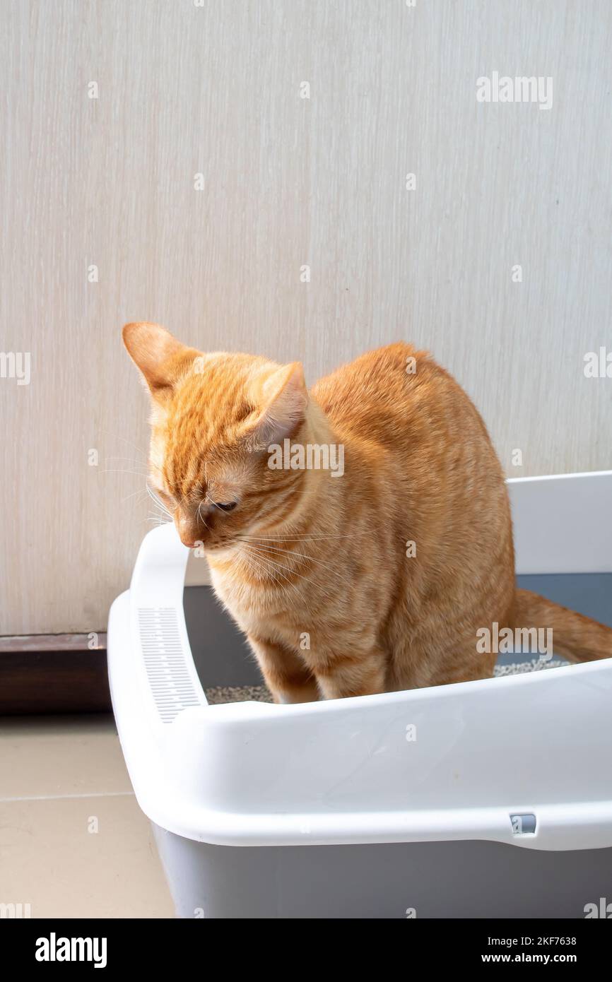 Red cat sitting in a tray close up Stock Photo - Alamy