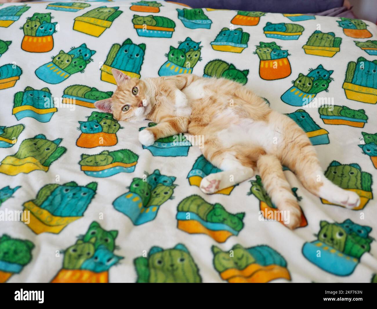 Orange tabby cat sunbathing in hi-res stock photography and images - Alamy