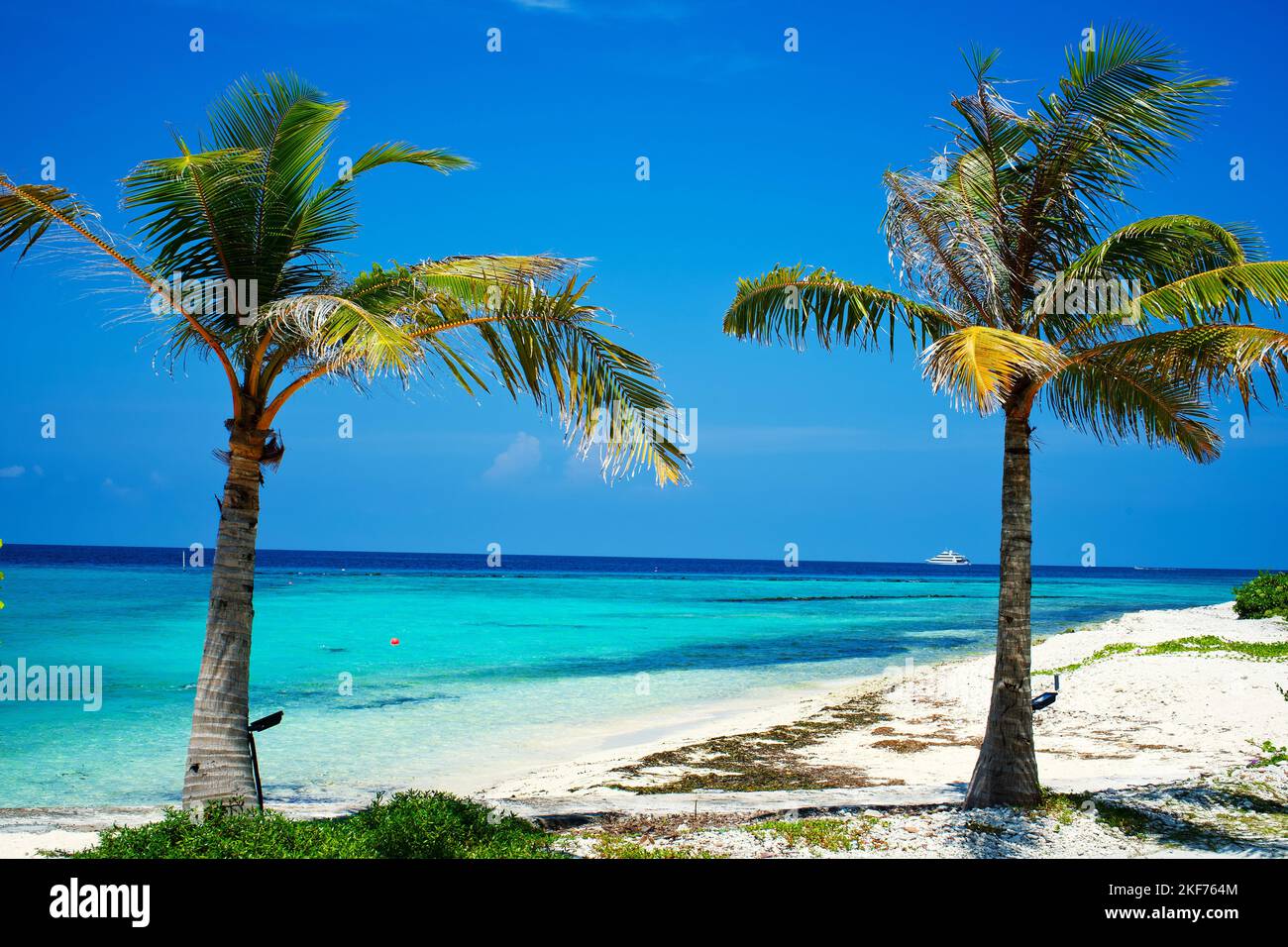 A scenic view of palm trees on a sandy beach against a beautiful blue ...