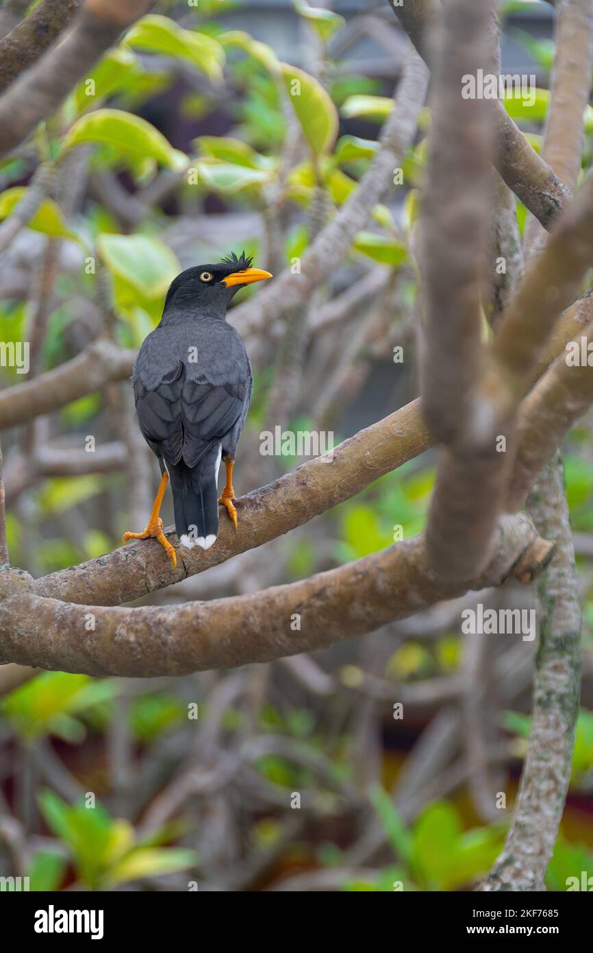 Javan myna birds acridotheres hi-res stock photography and images - Alamy