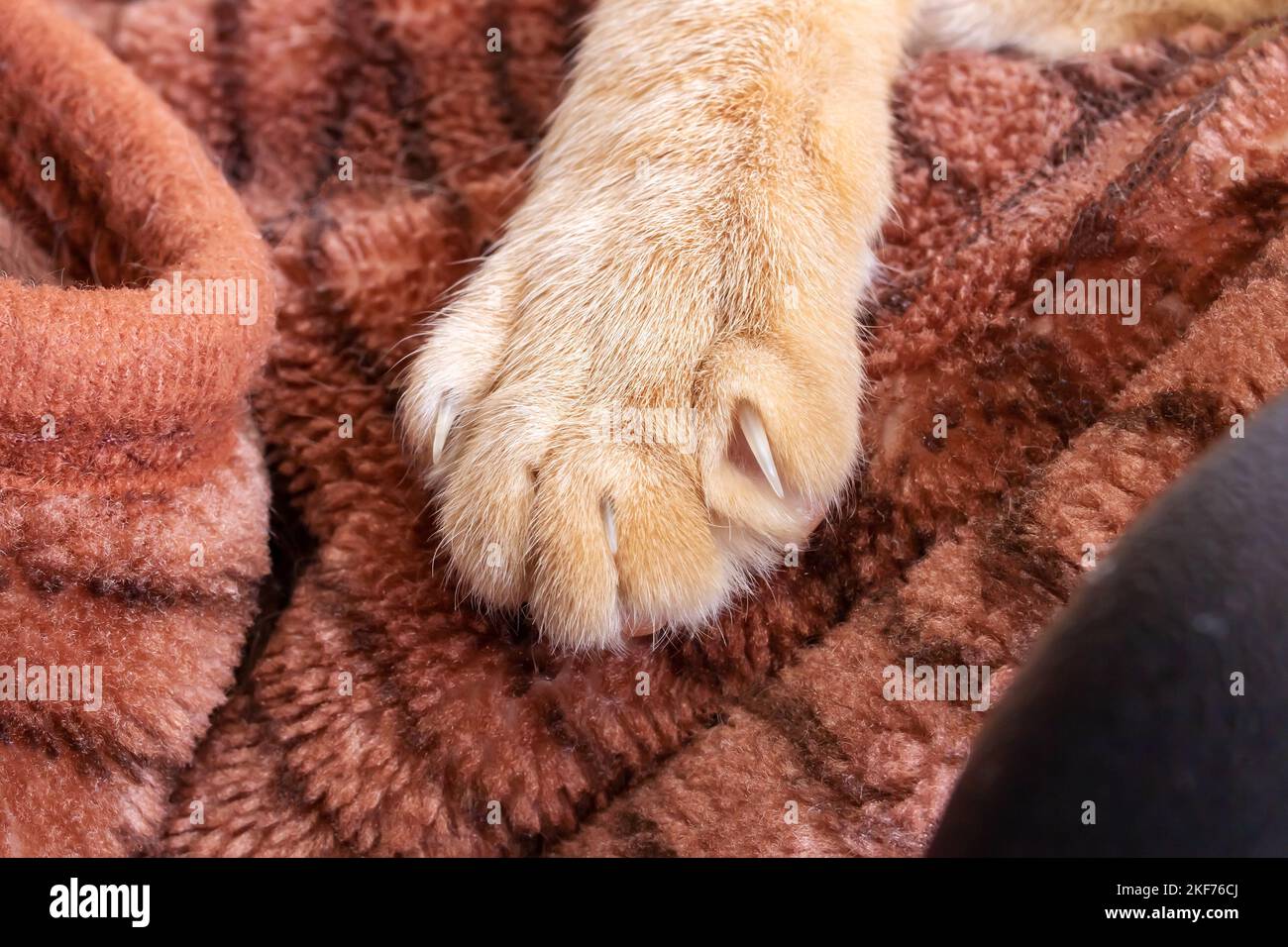 Cat's paw with claws on the fabric close up Stock Photo - Alamy