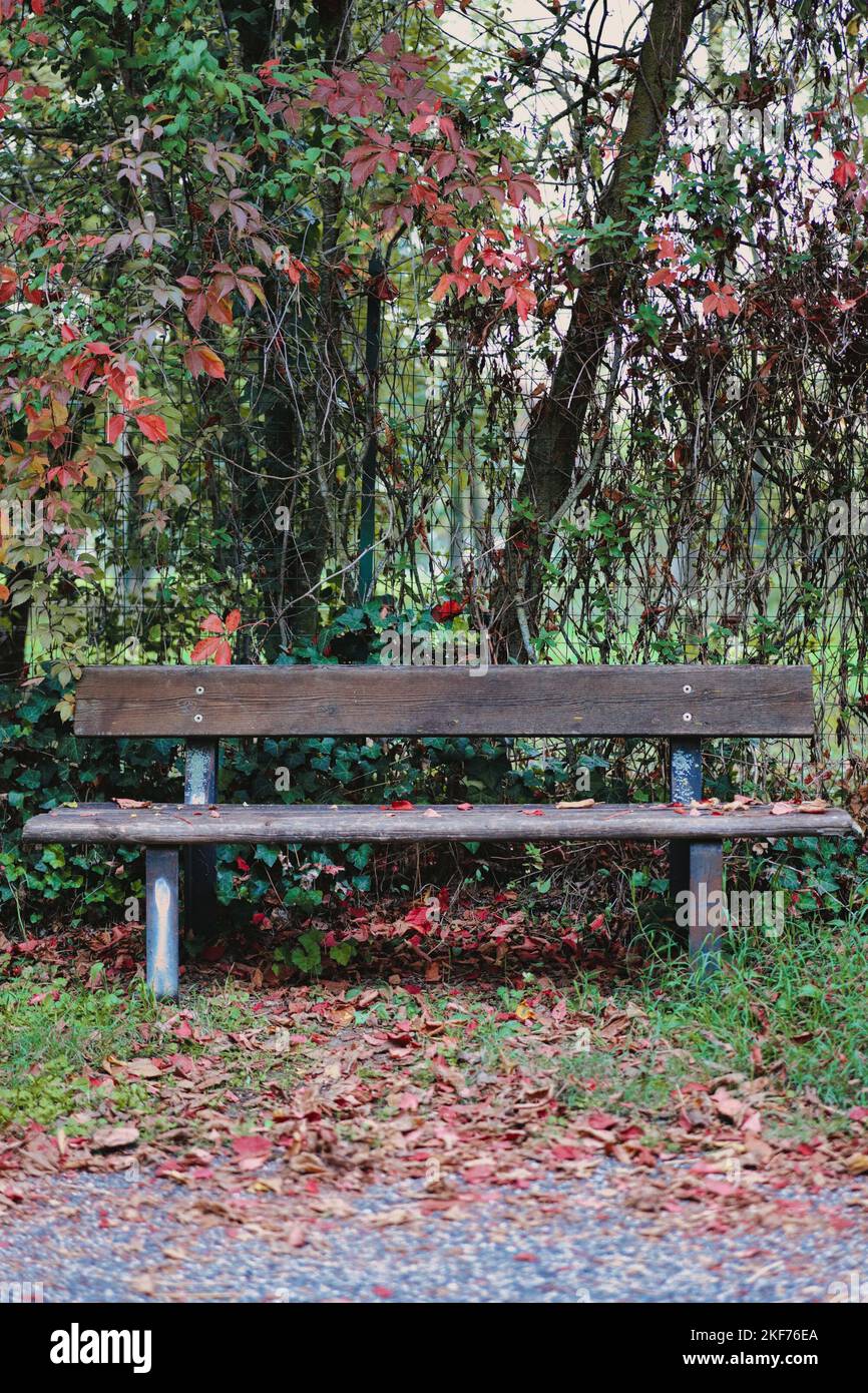 An old bench in a fall forest Stock Photo - Alamy