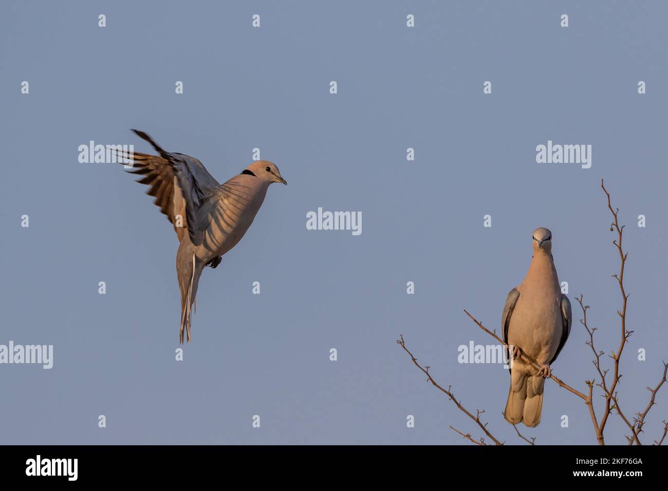 2 Cape Turtle Doves one in flight. Rust de Winter, Limpopo, South ...