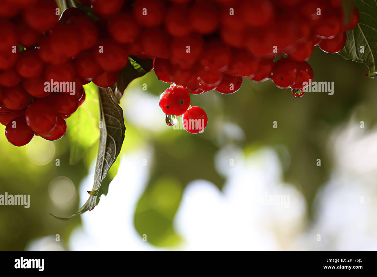 Clusters of red berries on a tree with raindrops Stock Photo - Alamy