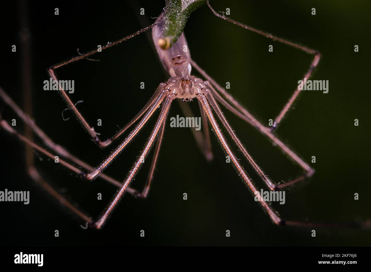 macro photo of a spider (Pholcus phalangioides), closeup of Pholcus ...