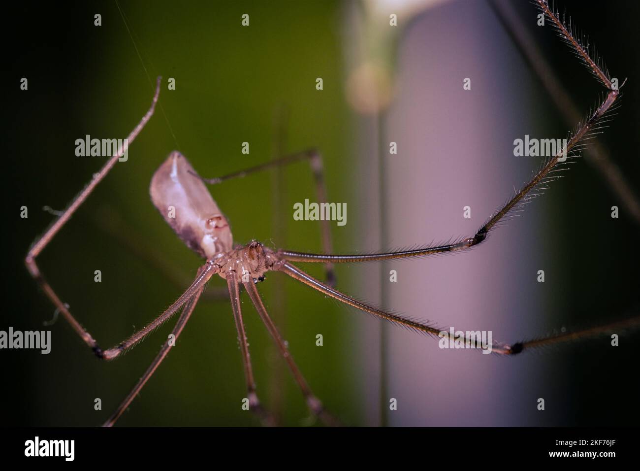 macro photo of a spider (Pholcus phalangioides), closeup of Pholcus ...