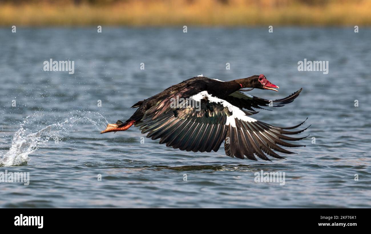 Spur-winged Goose taking off from dam and splashing water Stock Photo ...