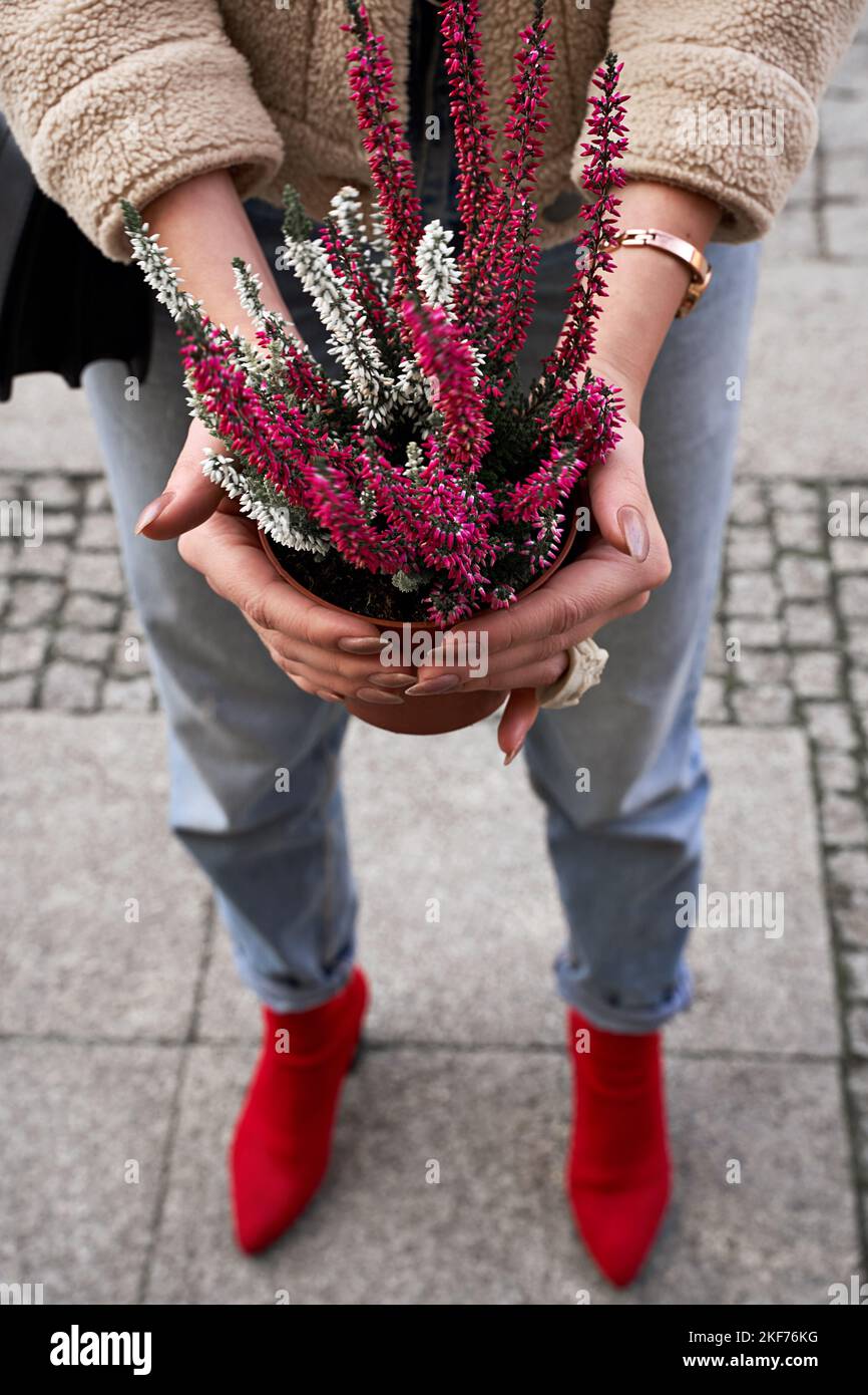 Young woman holding a flower pot with blooming violet heather plant in ...