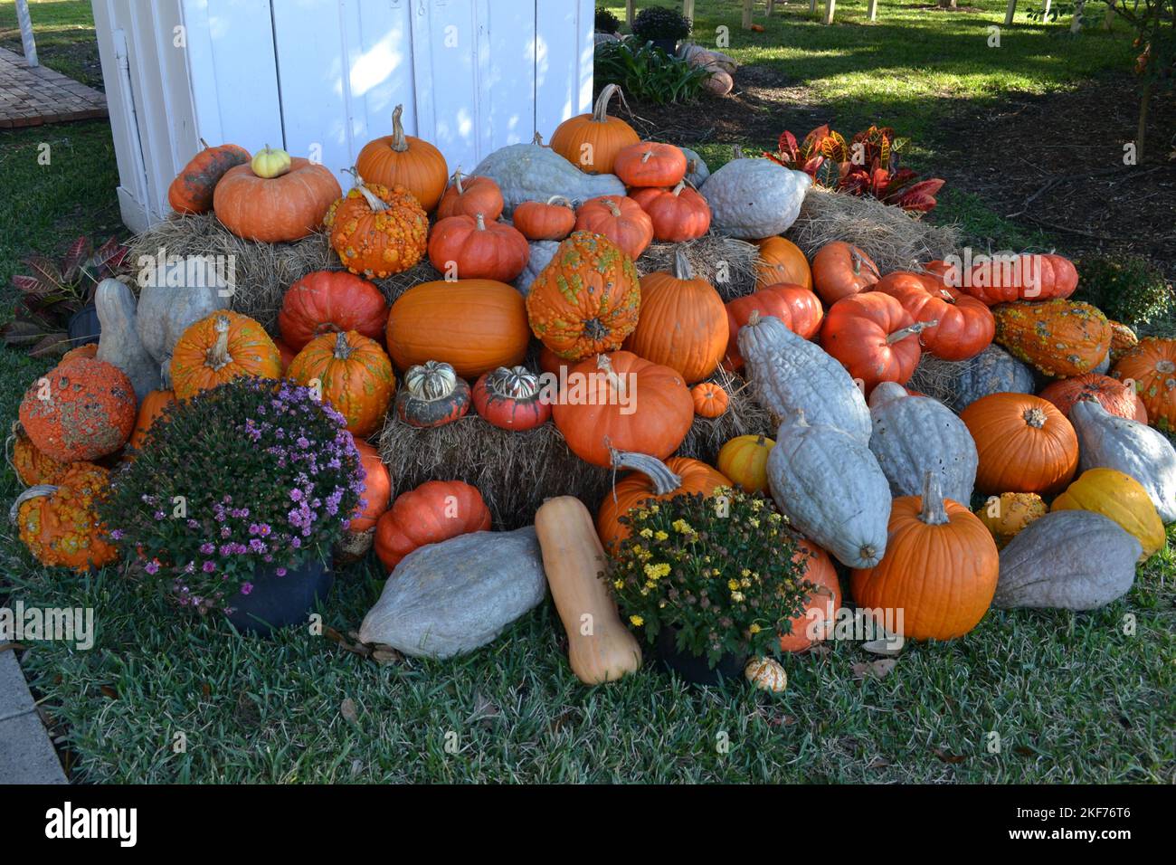 Swan white acorns, knuckleheads and baby bear pumpkins with flowers ...