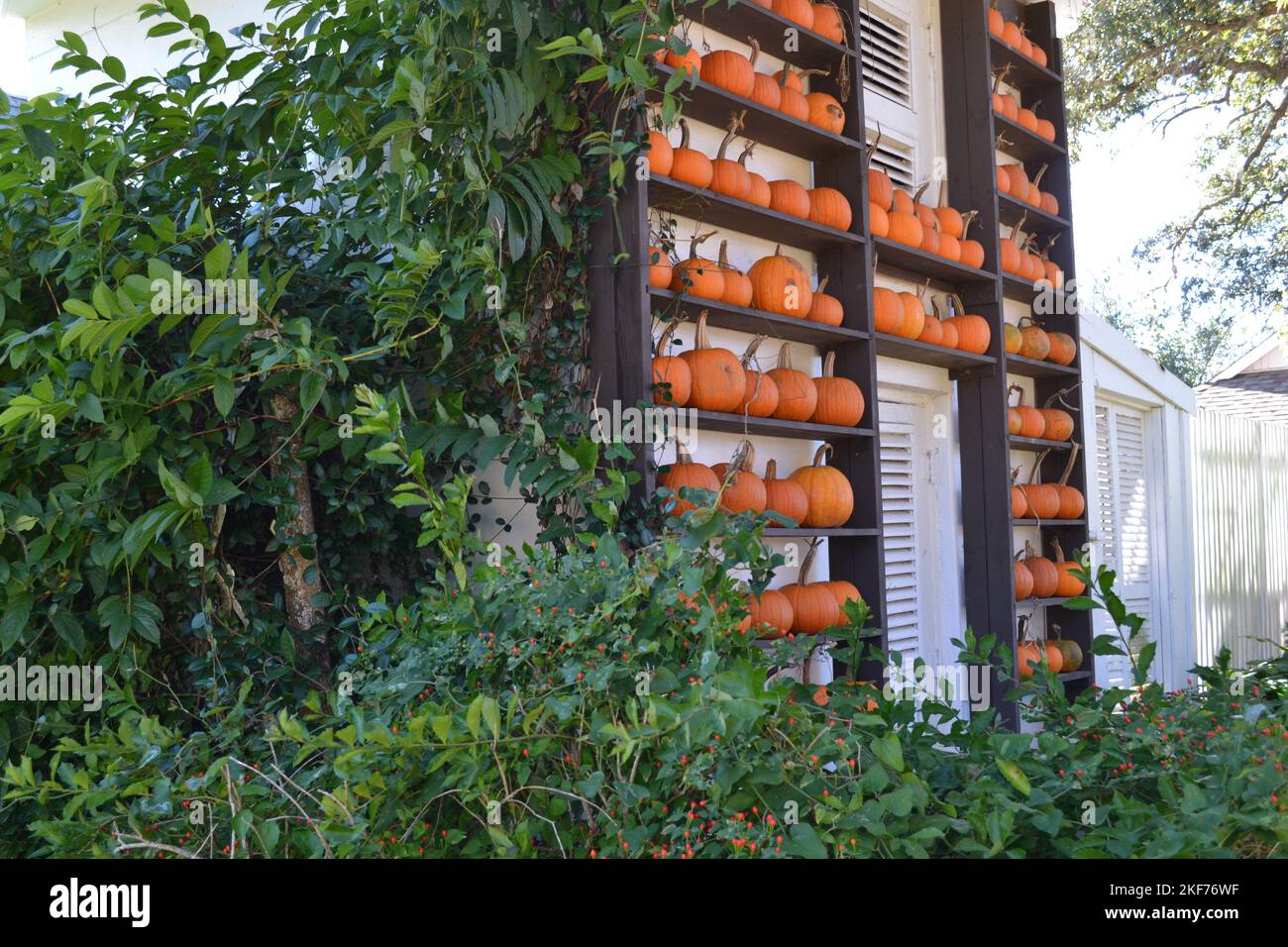 Designer wall of pumpkins Stock Photo - Alamy