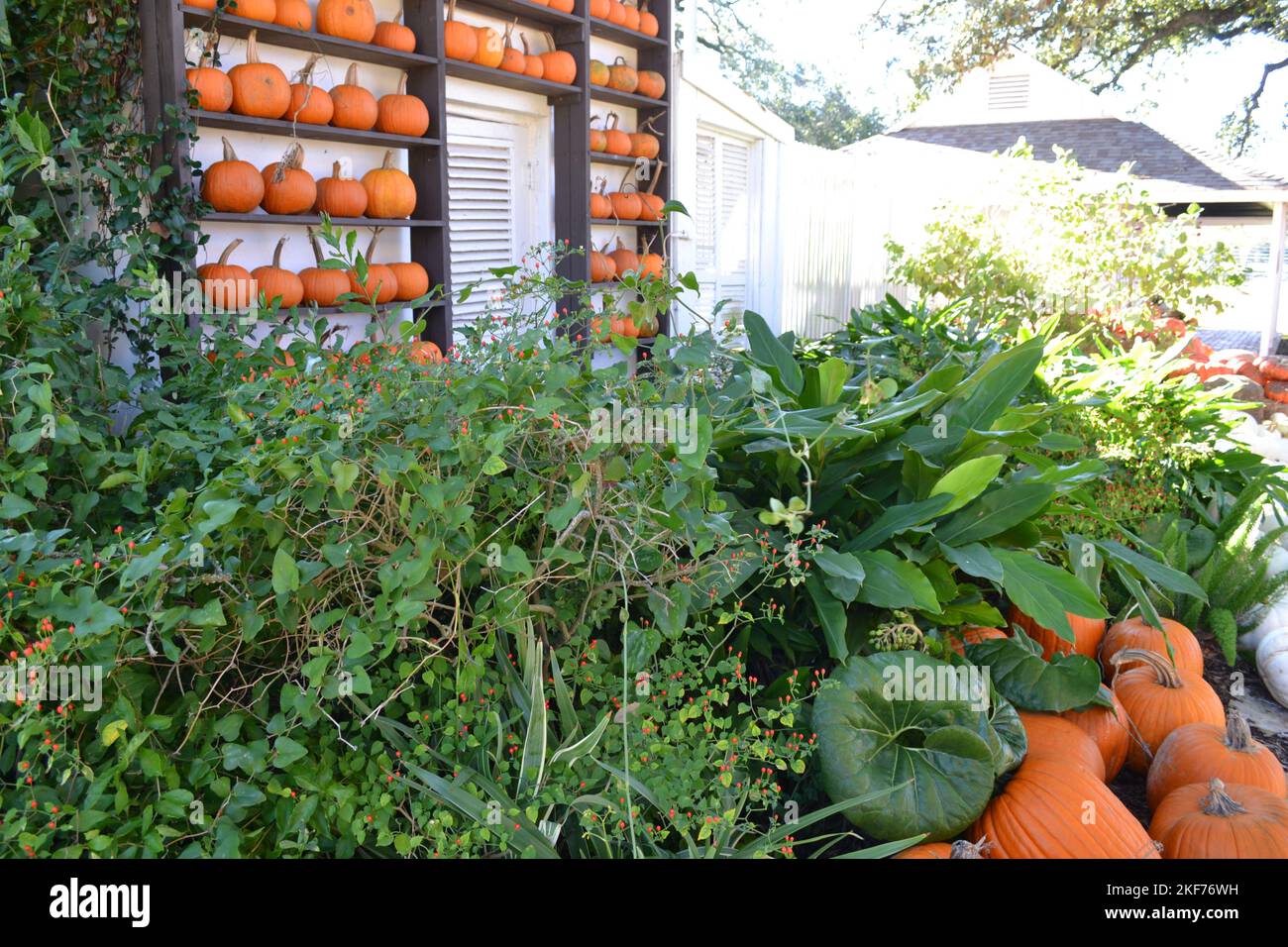 Flowers and wall of pumpkins Stock Photo - Alamy