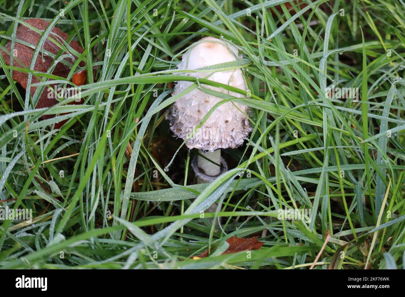 Ink cap hidden in grass hi-res stock photography and images - Alamy