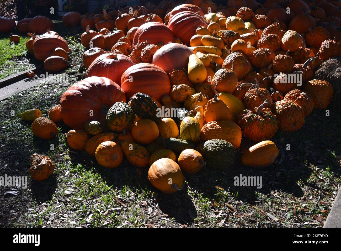 A tack of orange knuckles pumpkins Stock Photo - Alamy
