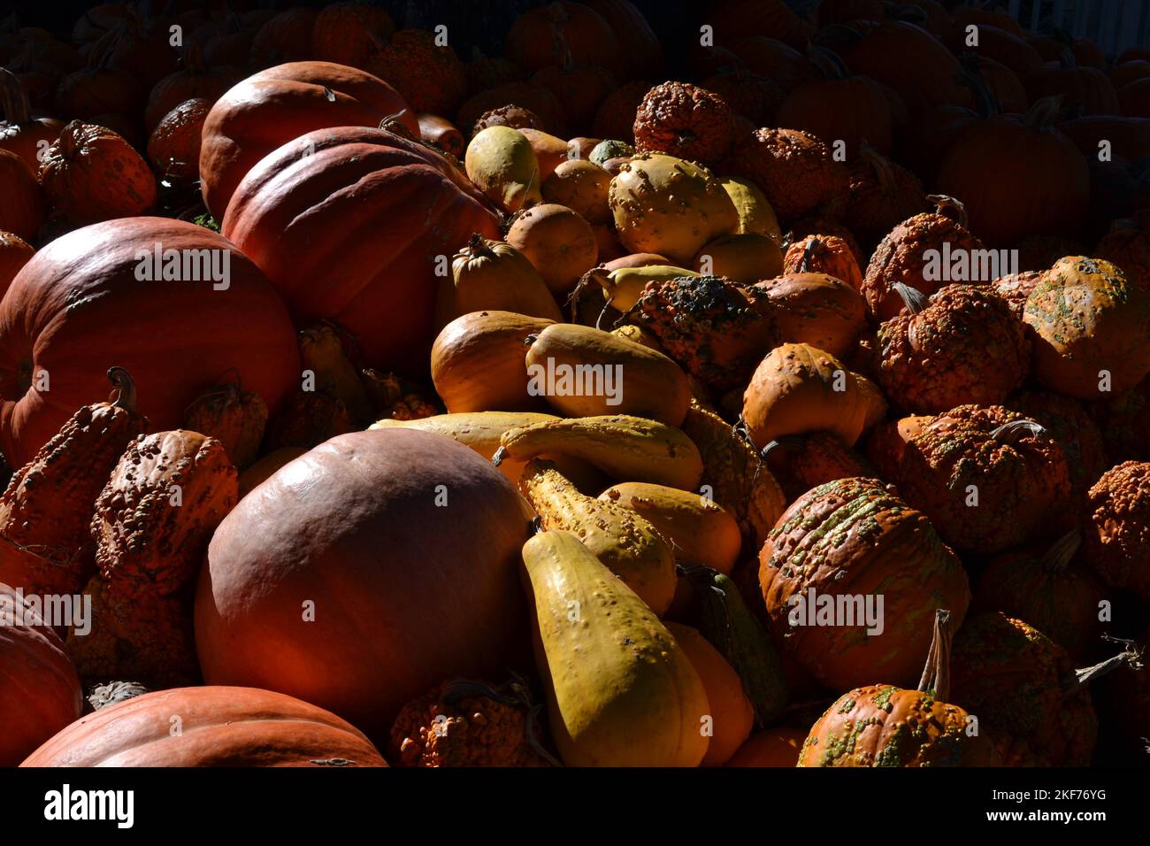 Pumpkins in sun hi-res stock photography and images - Alamy