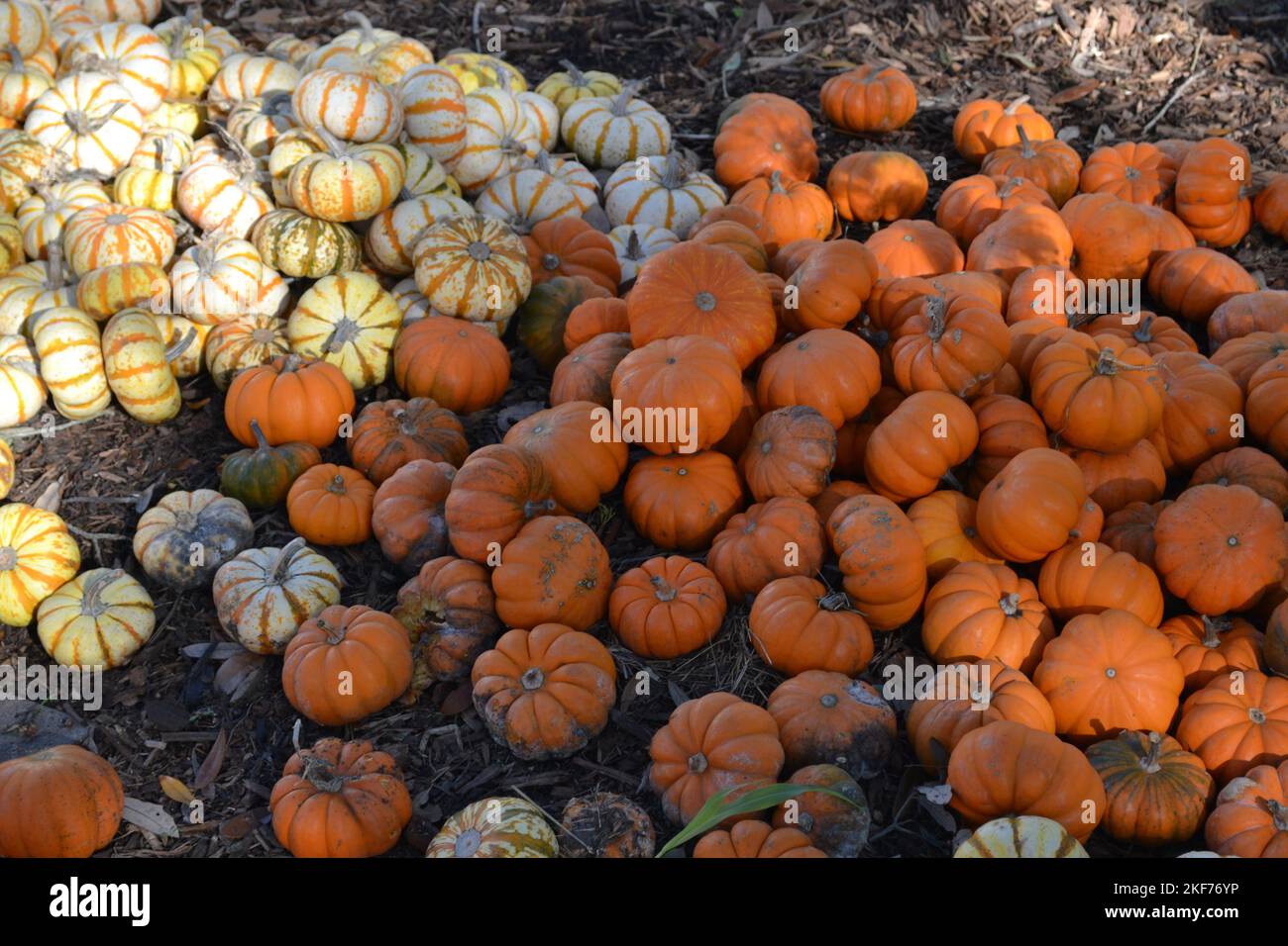 A crop of small pumpkins in the plantation Stock Photo - Alamy