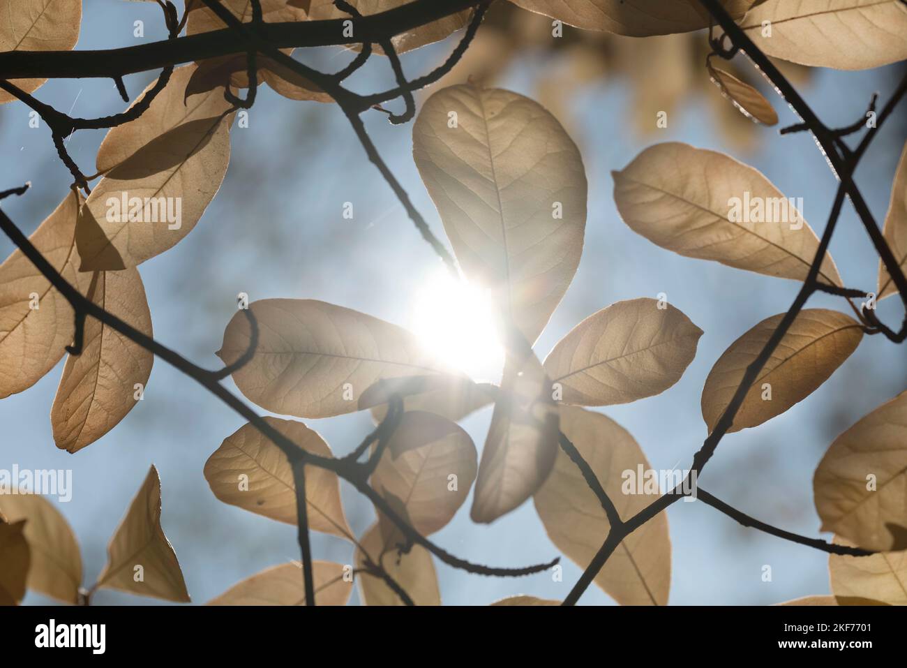 Autumn leaves of Magnolia tree with backlight Stock Photo - Alamy