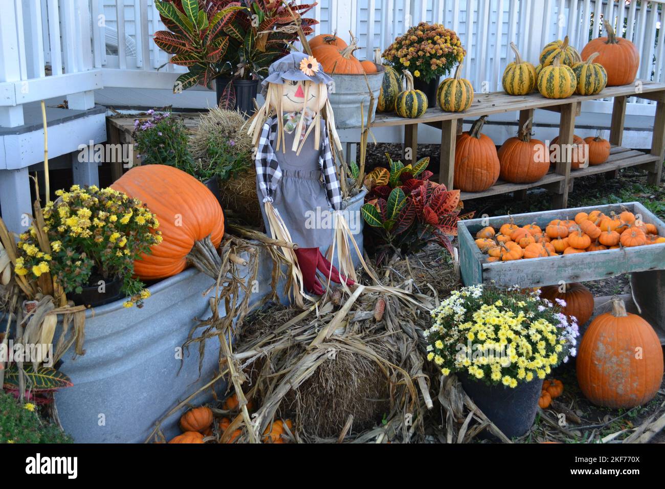Halloween scarecrow pumpkins hi-res stock photography and images - Alamy
