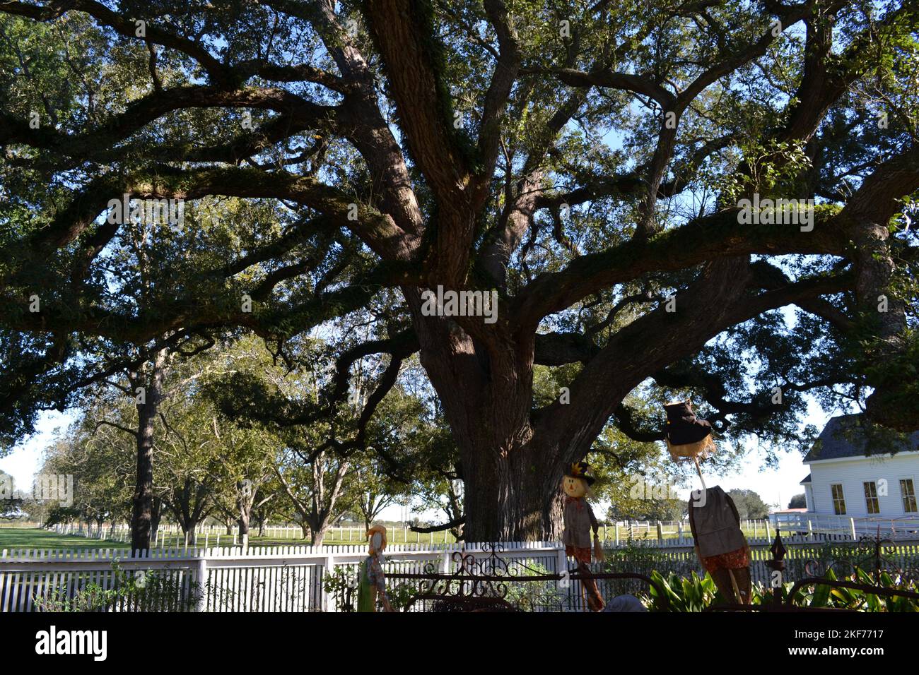 Branchy tree hi-res stock photography and images - Alamy