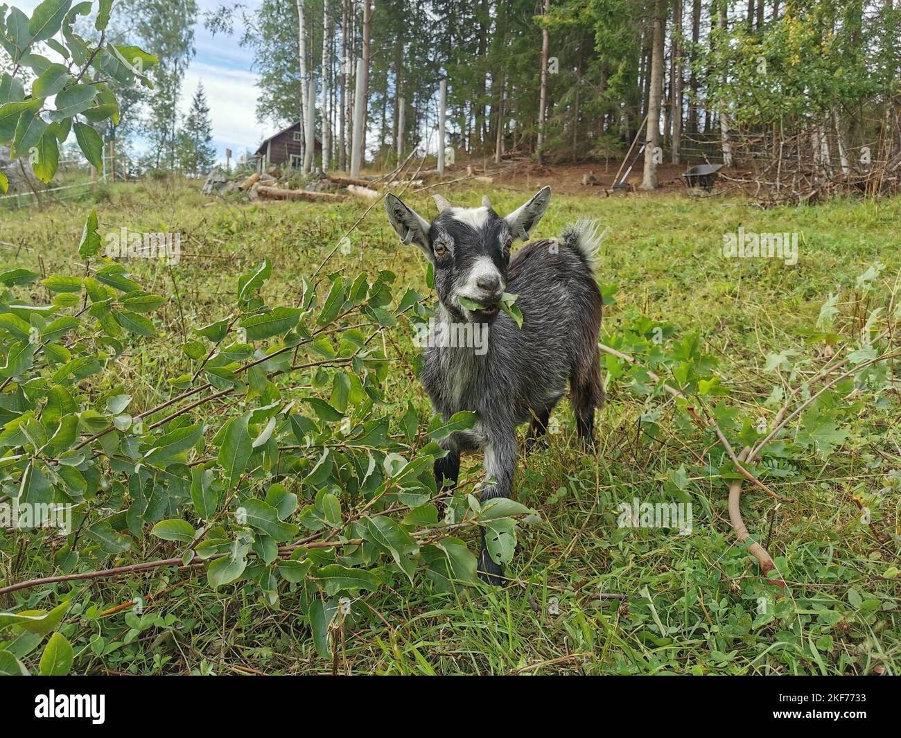 Capra grigia hi-res stock photography and images - Alamy