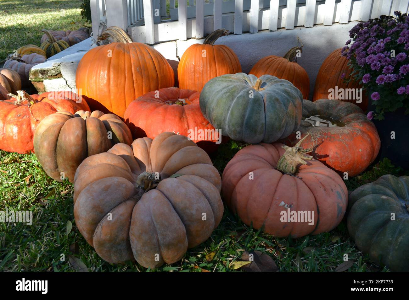 Big pumpkins decoration for fall season Stock Photo - Alamy