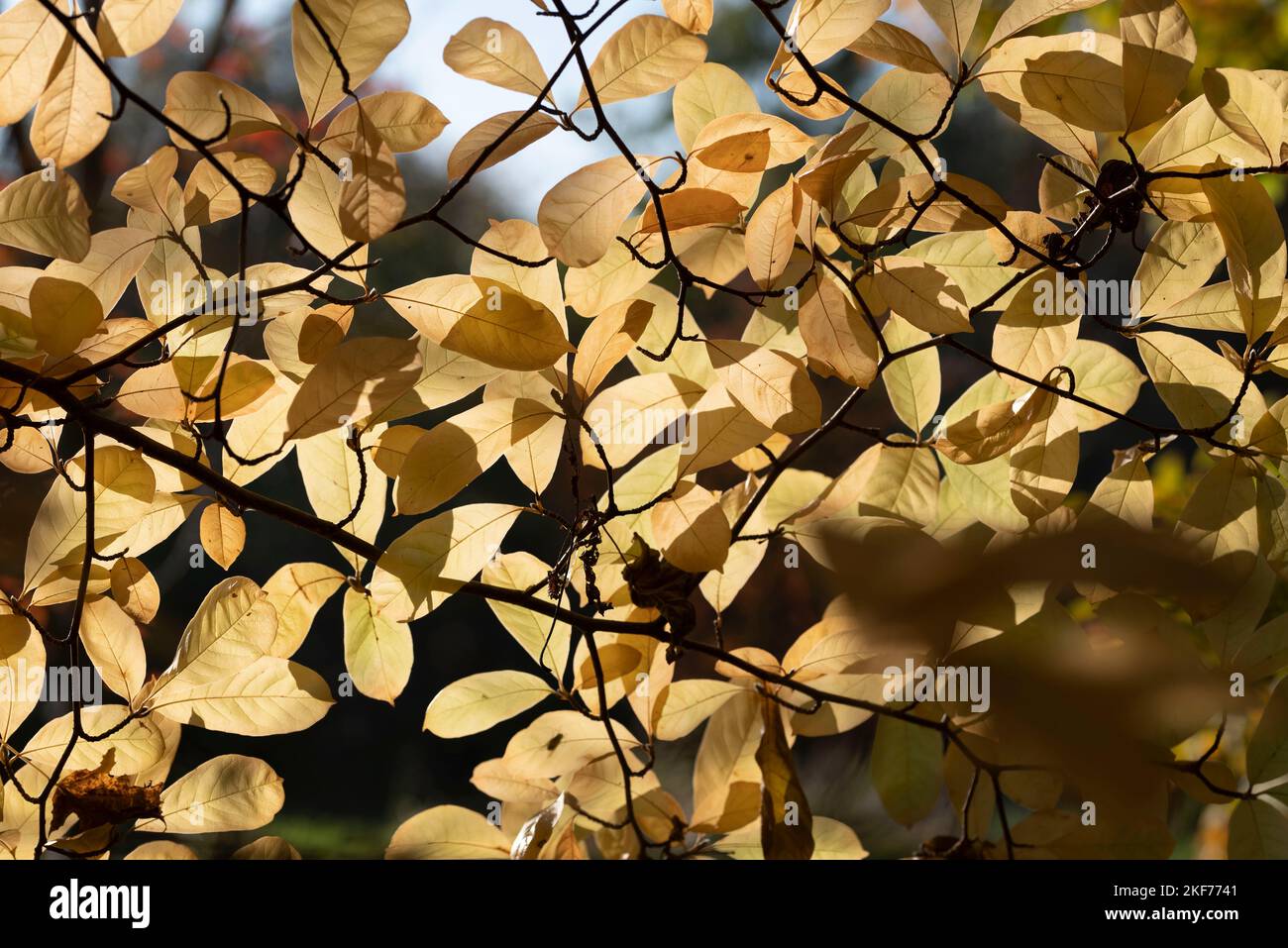 Autumn leaves of Magnolia tree with backlight Stock Photo - Alamy