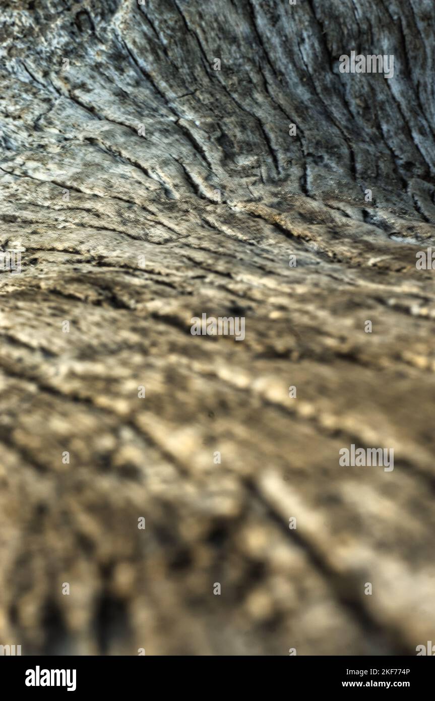Beautiful wood texture showing a path of wood grooves Stock Photo - Alamy