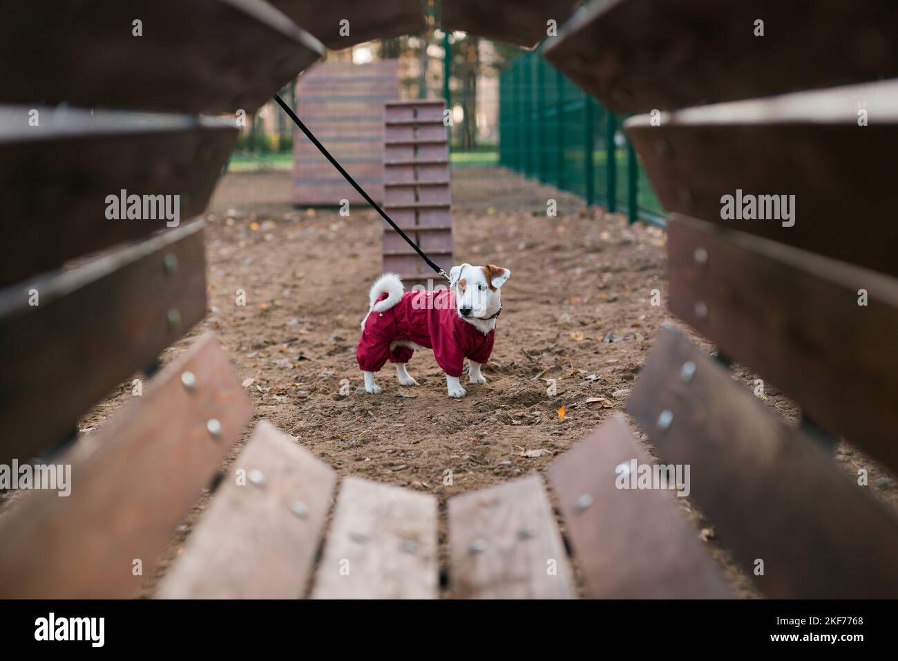 Jack russell terrier dog trainings outdoors in city park zone dog ...