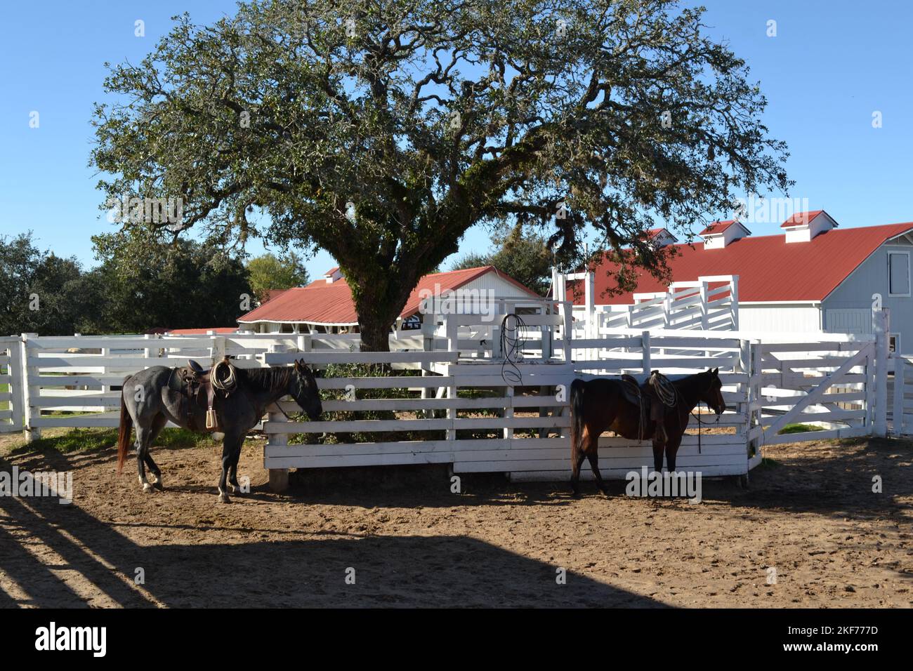 Horses with saddles are ready to ride, Texas Stock Photo - Alamy