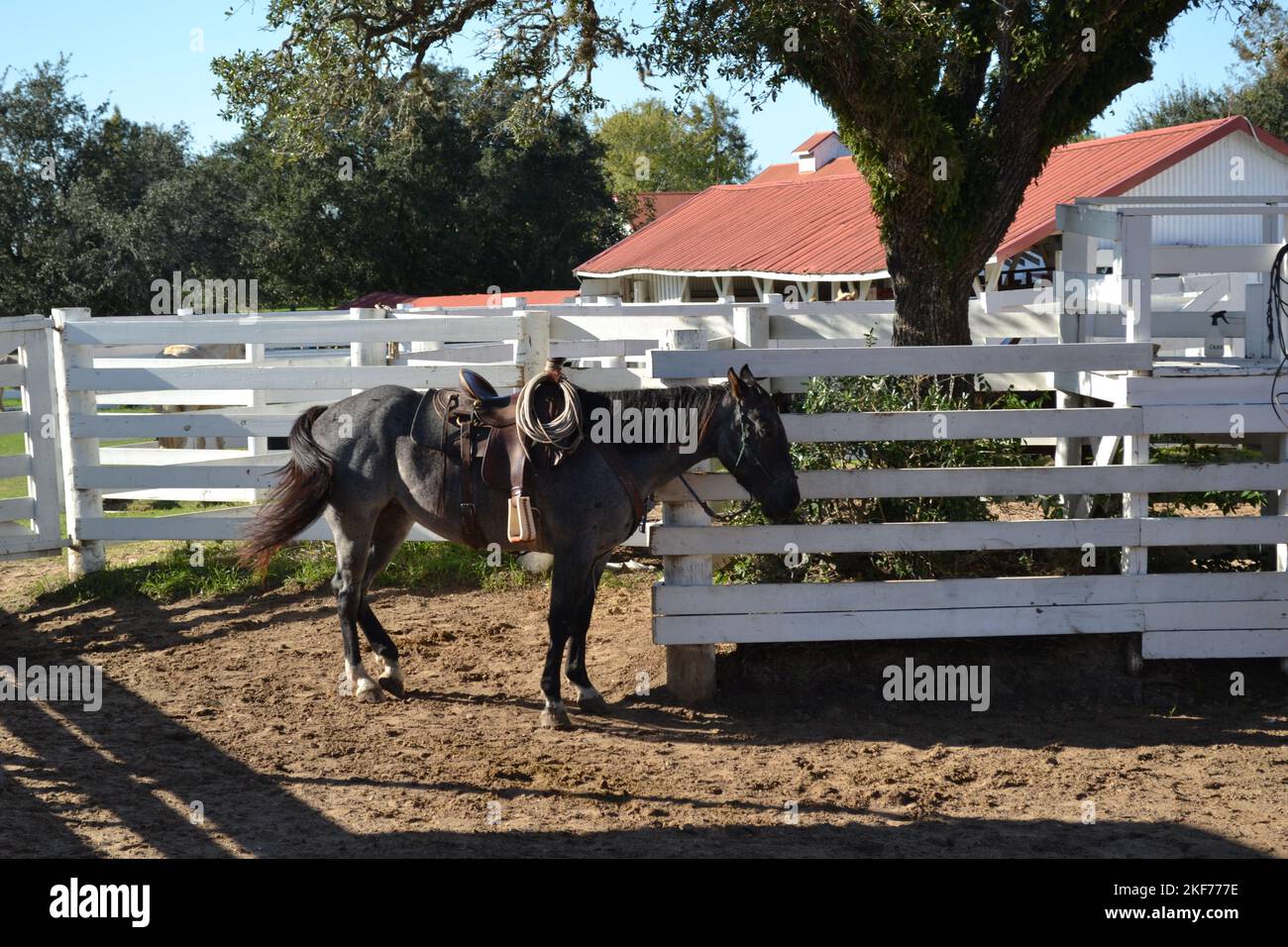 Brown horse is ready to ride, Texas Stock Photo - Alamy