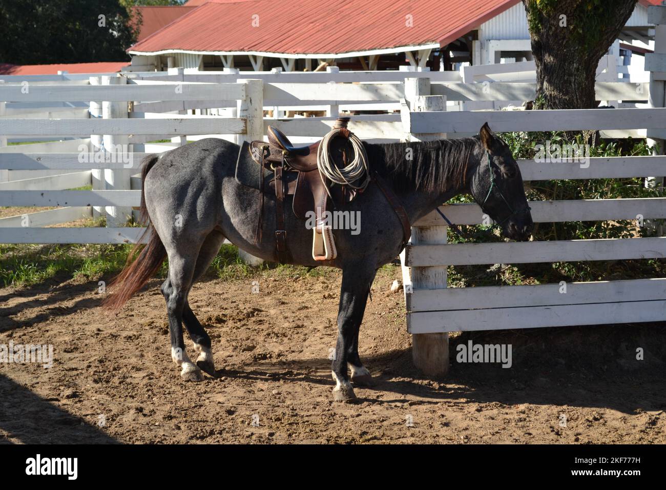 Texas cowboy ranch hi-res stock photography and images - Alamy