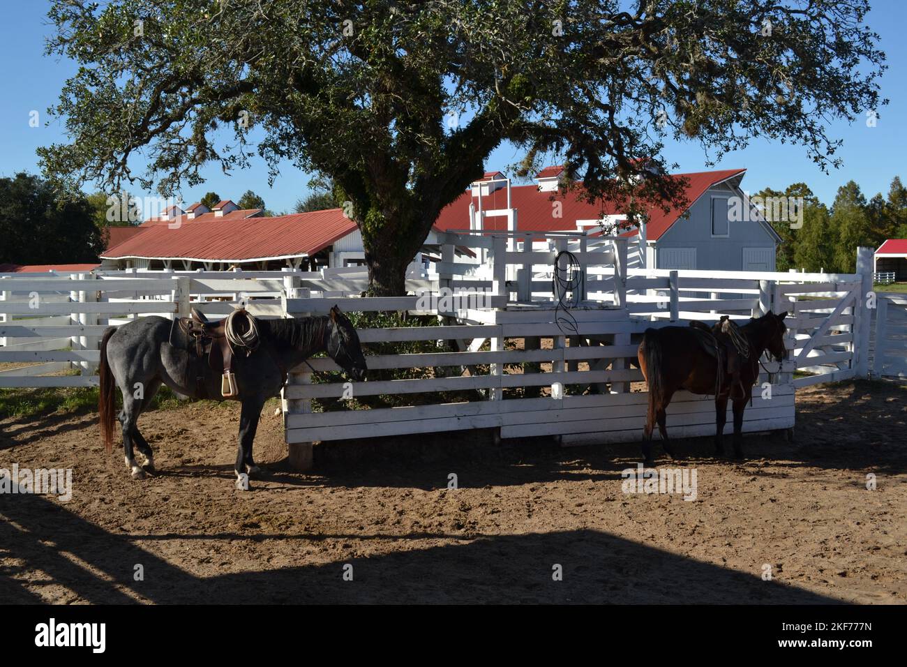 Two horses are standing near the tree in the historical ranch in Texas ...