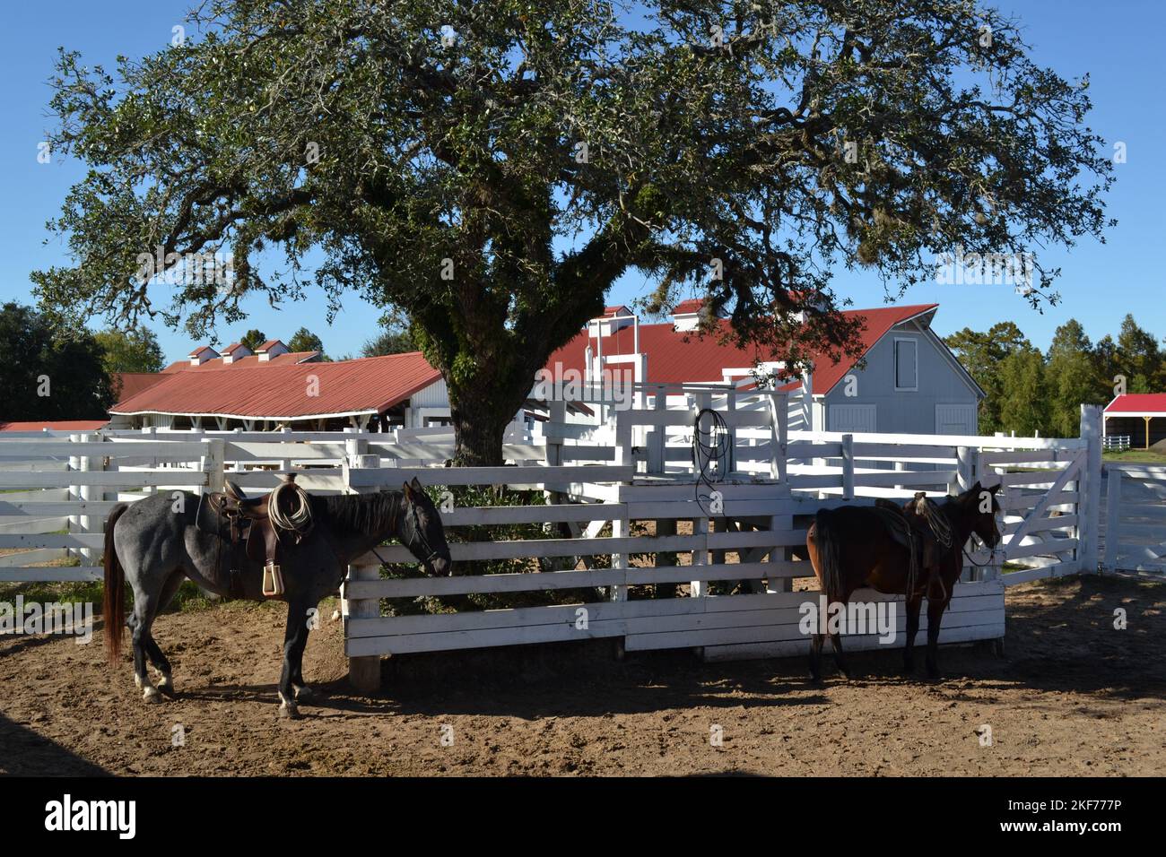 Two horses on the paddock in the ranch, Texas Stock Photo - Alamy