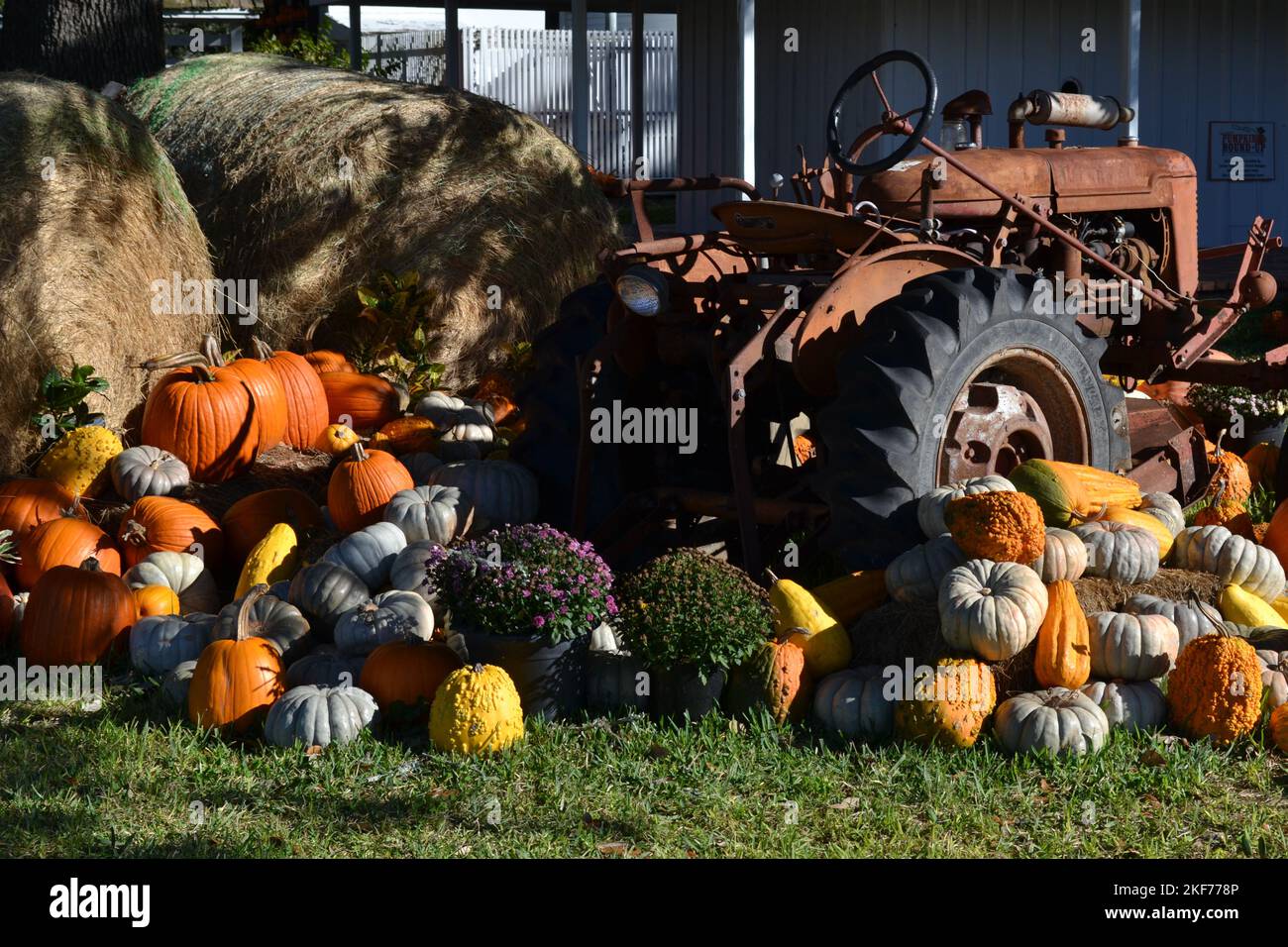 Pumpkins with tractor in rural atmosphere Stock Photo - Alamy
