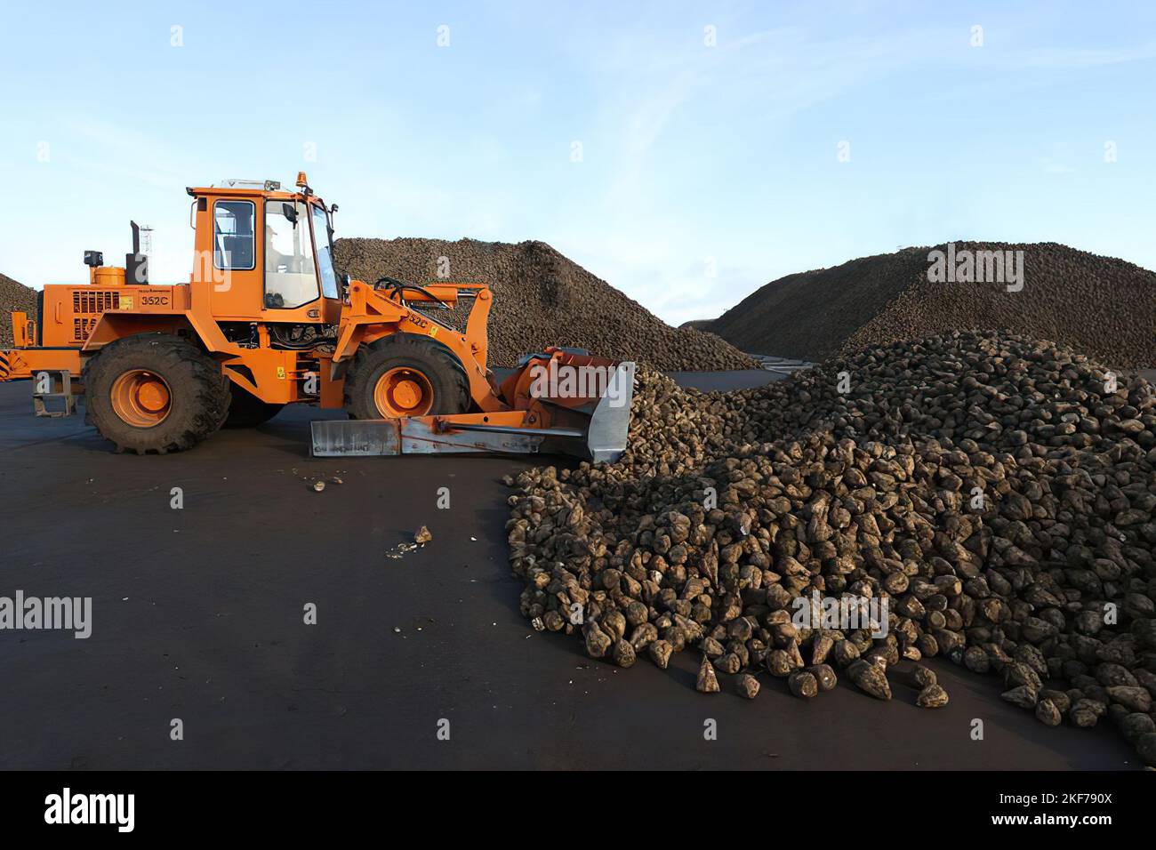 Tractor puts beet crop in a pile Stock Photo - Alamy