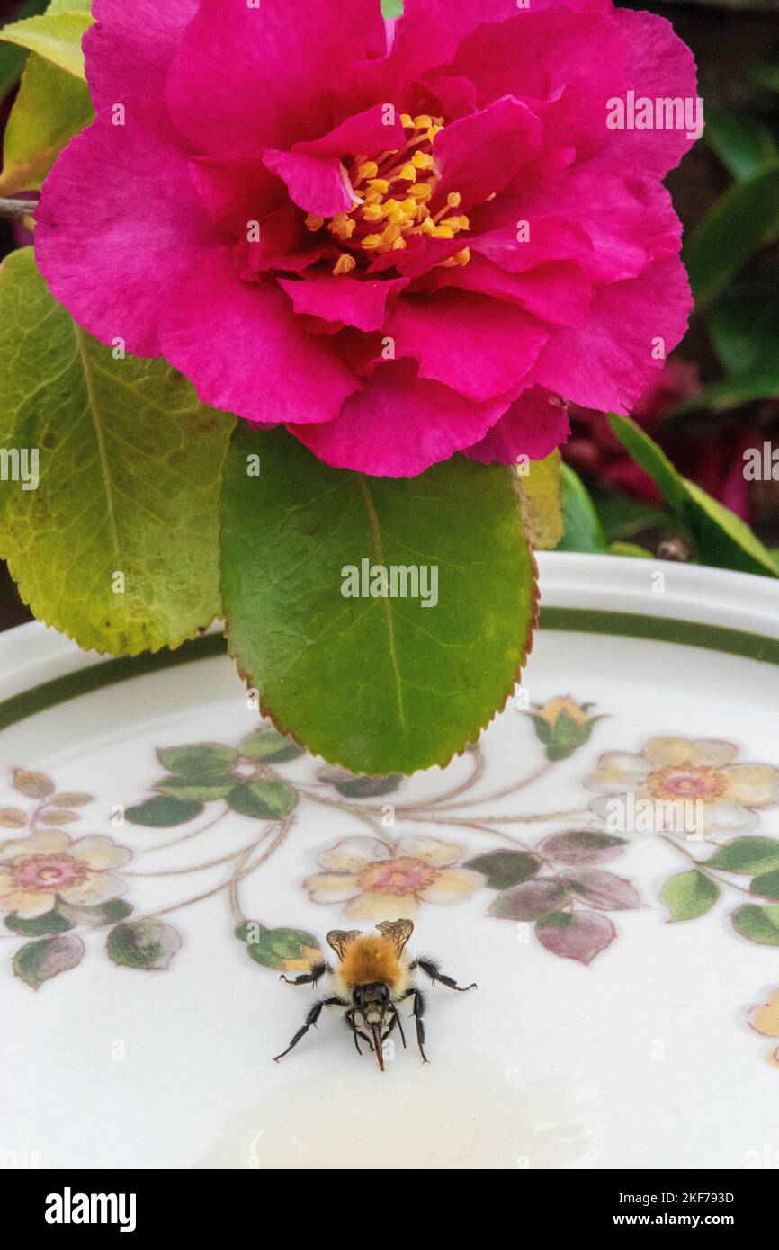 Camillia hi-res stock photography and images - Alamy