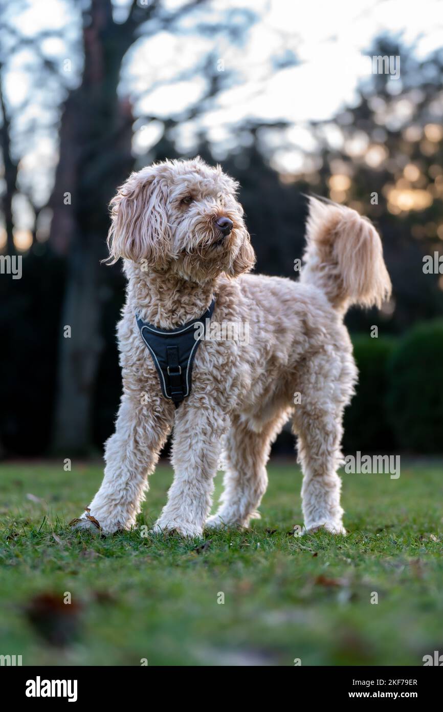 A vertical closeup of a Goldendoodle standing in a park with sunset in ...