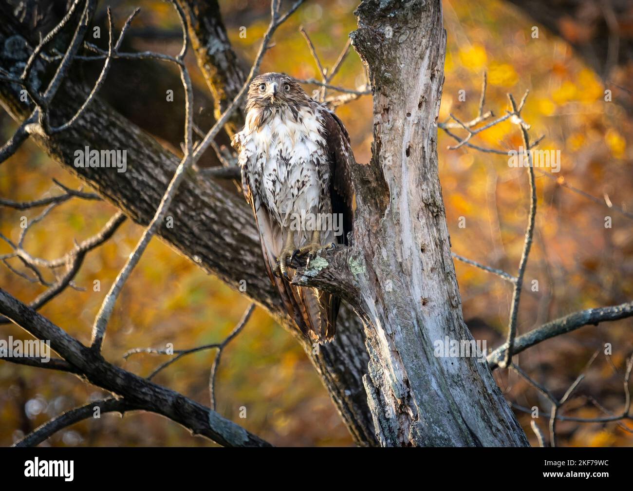 A high-angle closeup of a red-tailed hawk perching on a deciduous ...