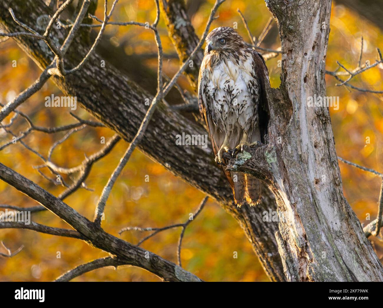 A high-angle closeup of a red-tailed hawk perching on a deciduous ...