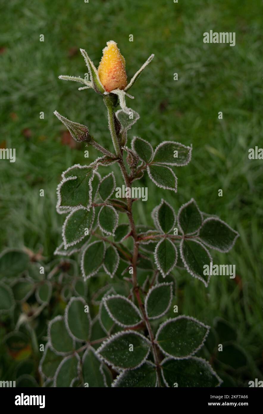 Fall in frost hi-res stock photography and images - Alamy