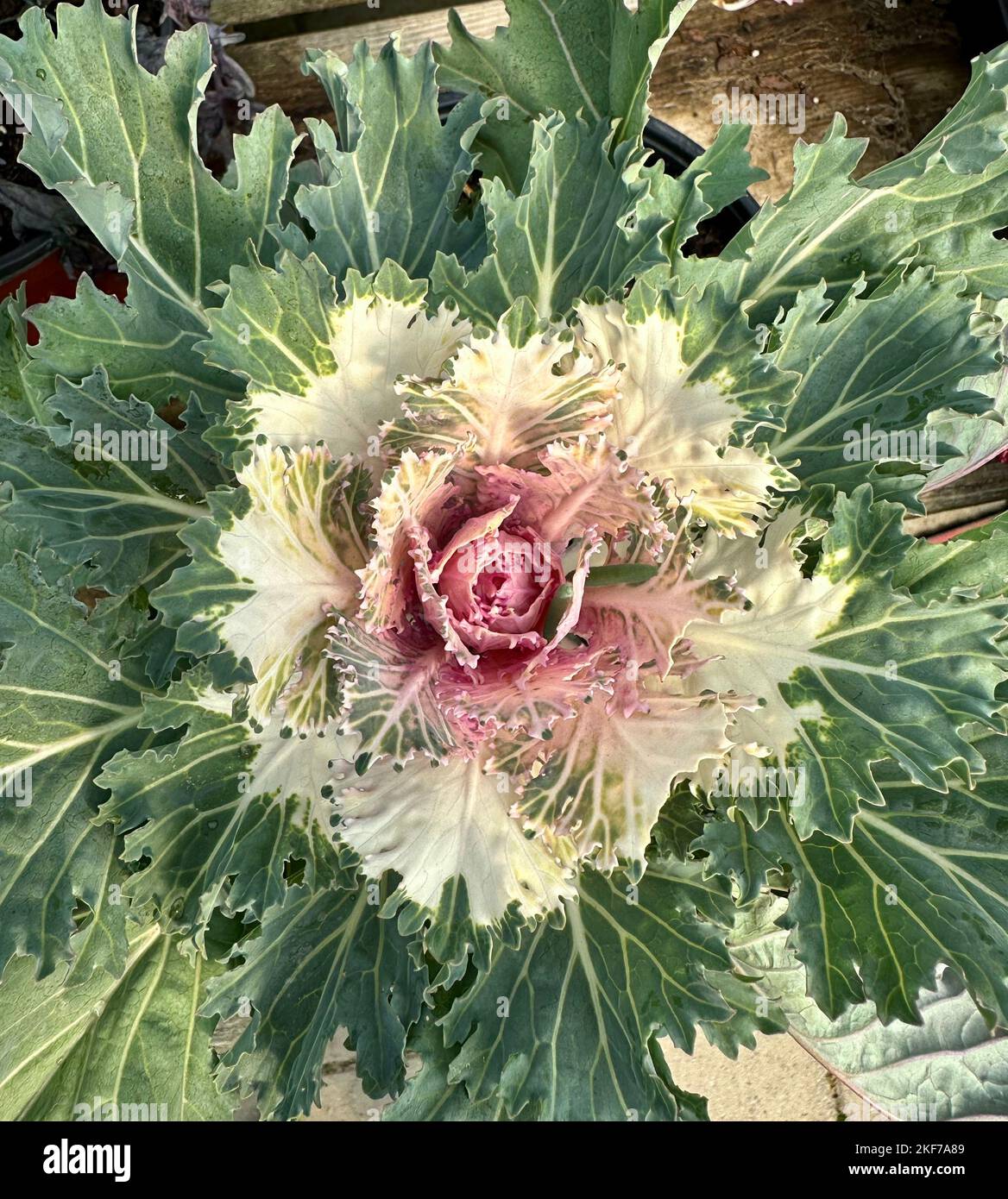 A top closeup a sunlit ornamental Kale Coral Prince Stock Photo - Alamy