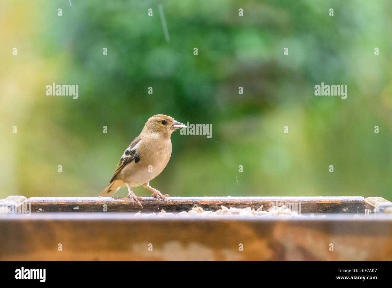 A selective focus shot of a brown common chaffinch bird perched on a ...
