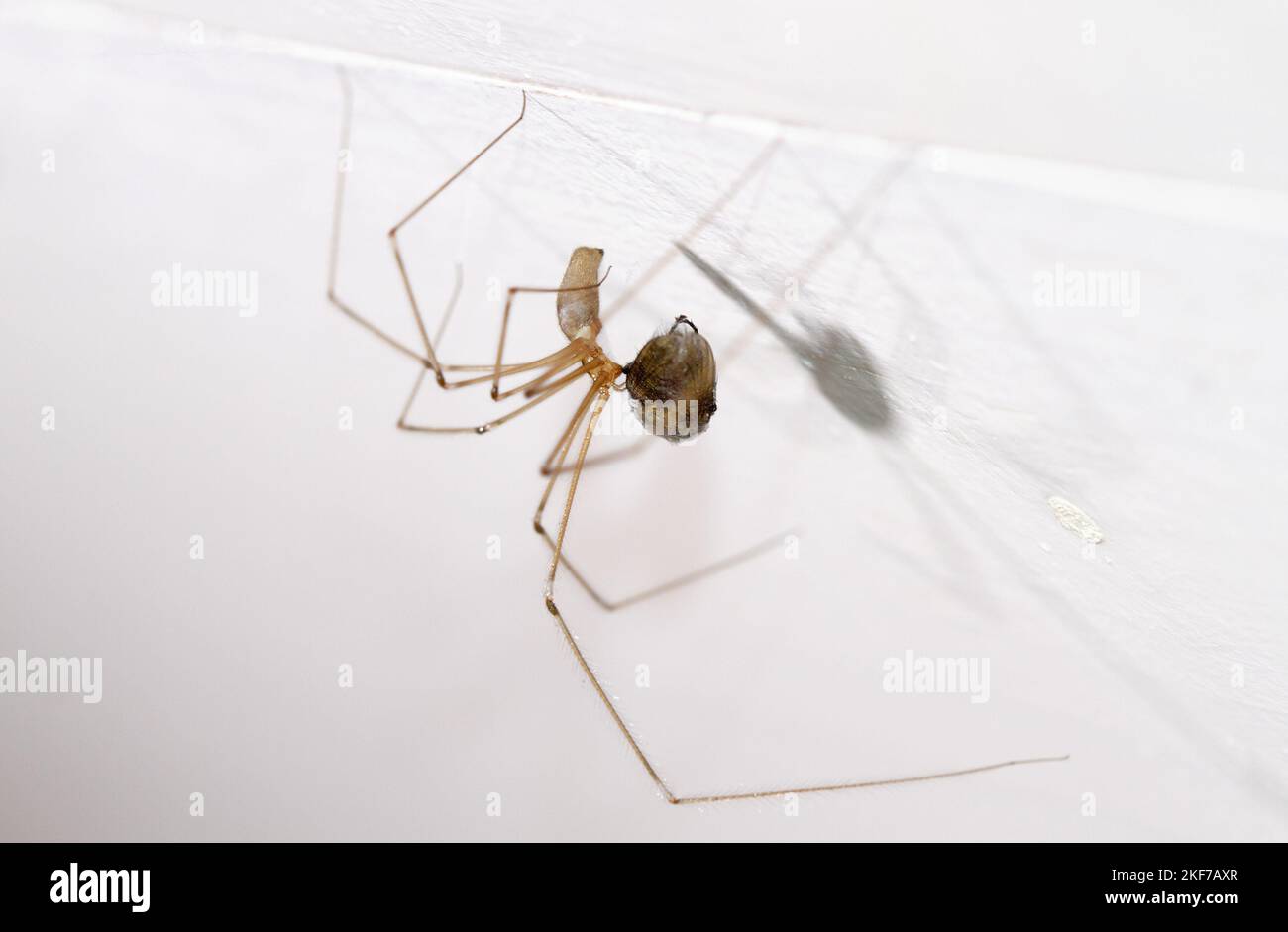 Long spider like legs hi-res stock photography and images - Alamy