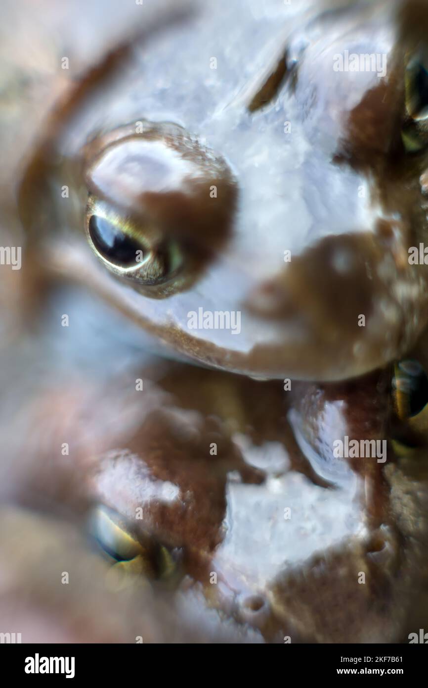 Unusual images of double frog in wet visage. Macro photography soft ...