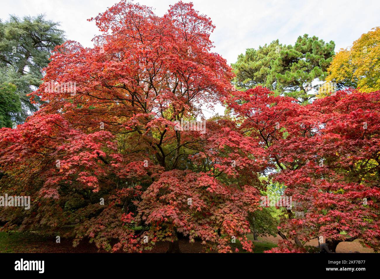 Close up of a Japanese maple (acer japonica) tree with red leaves in ...