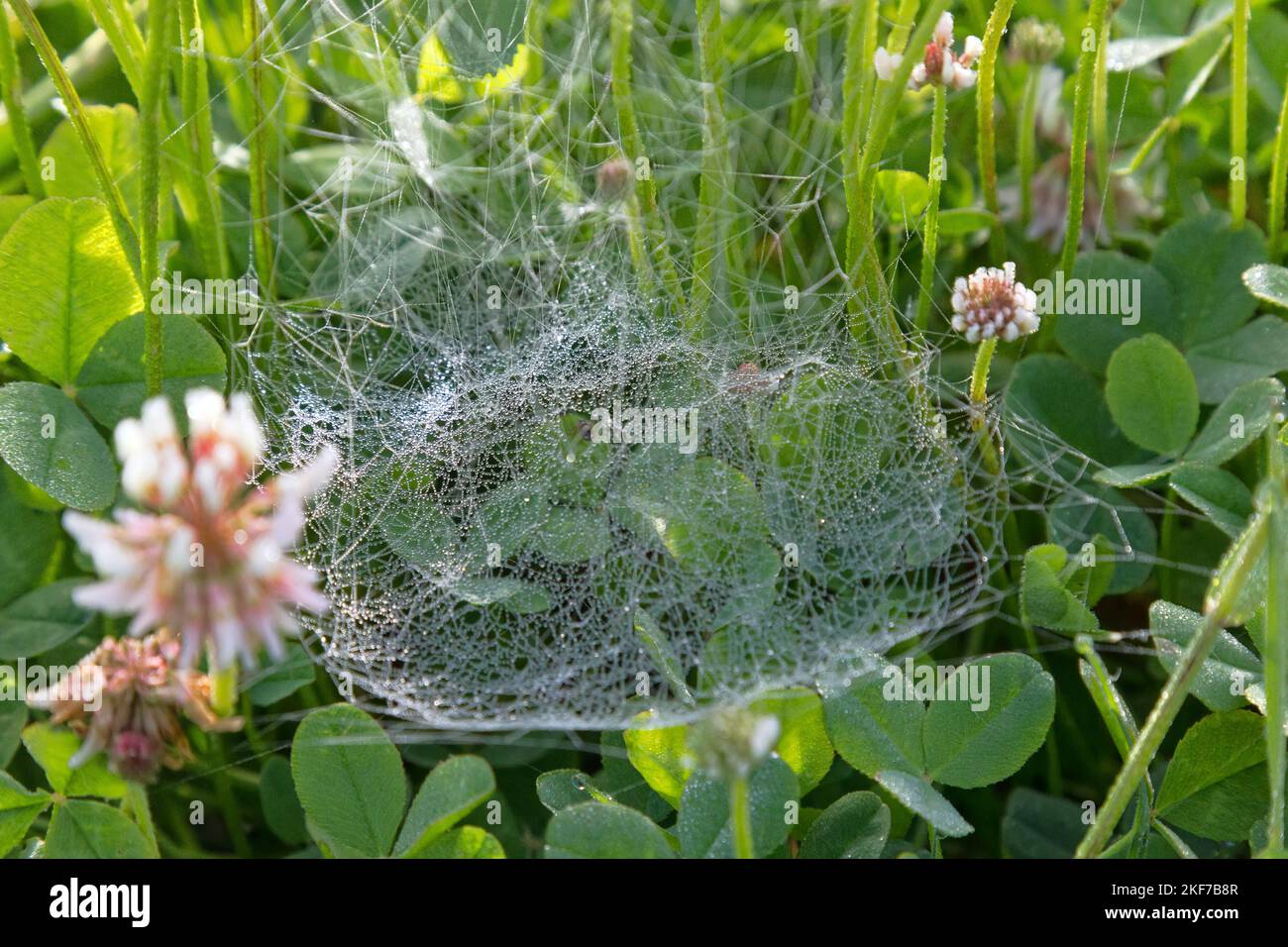 The horizontal web of the daddy longlegs spider (Pholcidae) in the ...