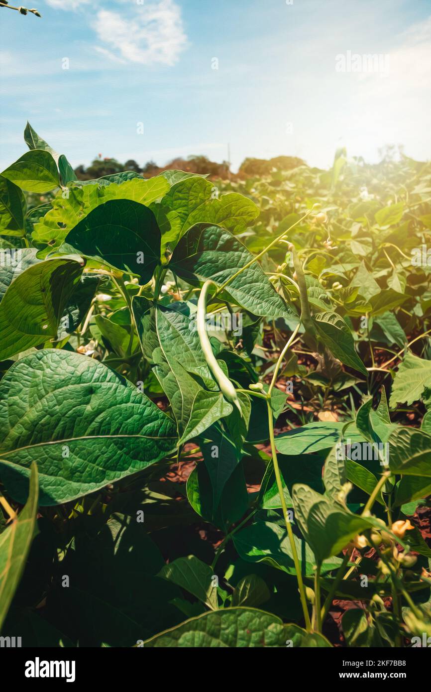 Soy Green Beans Plantation Farm on Spring Sunny Day Next a Highway in ...