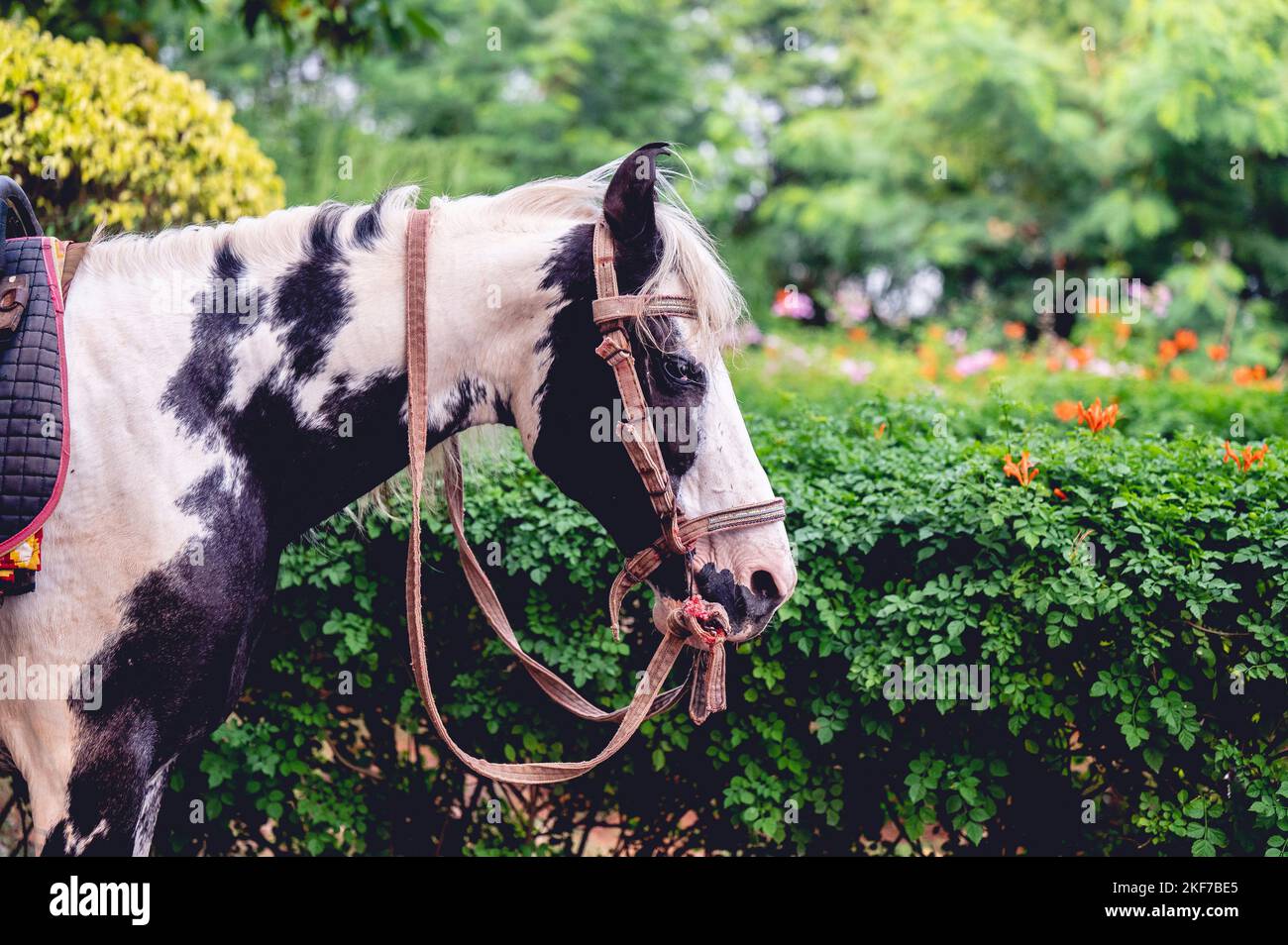 A black and white American paint horse (Equus caballus) standing next ...