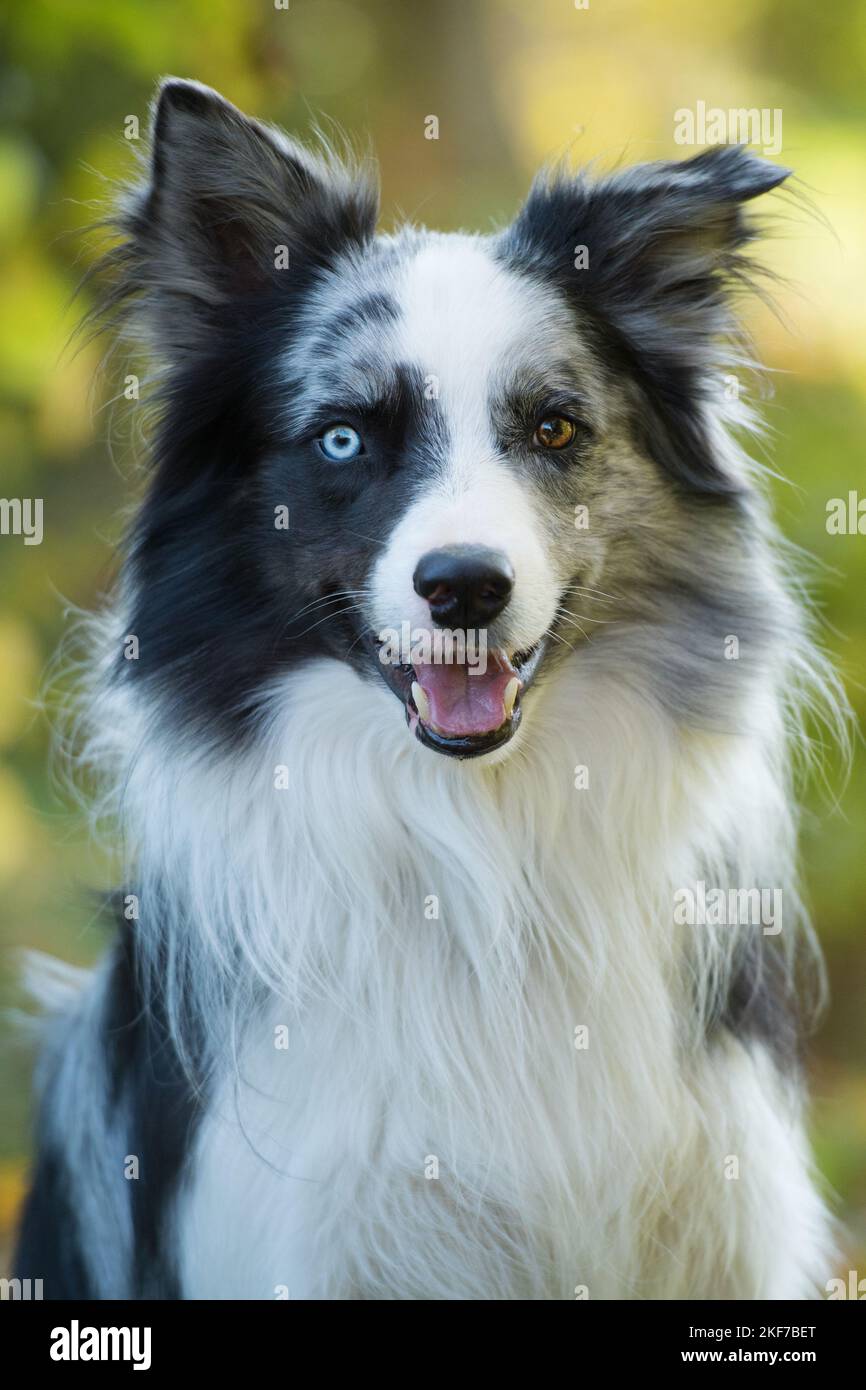 Border collie dog in autumn background Stock Photo - Alamy