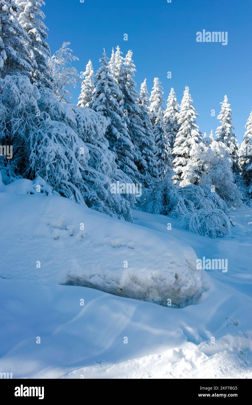 Amazing Winter landscape of Vitosha Mountain, Sofia City Region ...